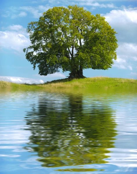 Firmly Planted in the Lord and Fruitful | RLCF Church